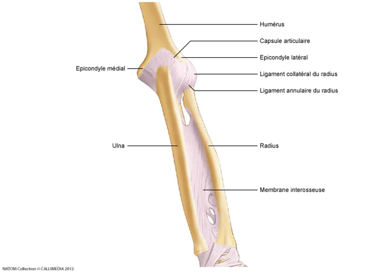 Définition, symptômes et diagnostic de l'entorse du coude | Dr Paillard